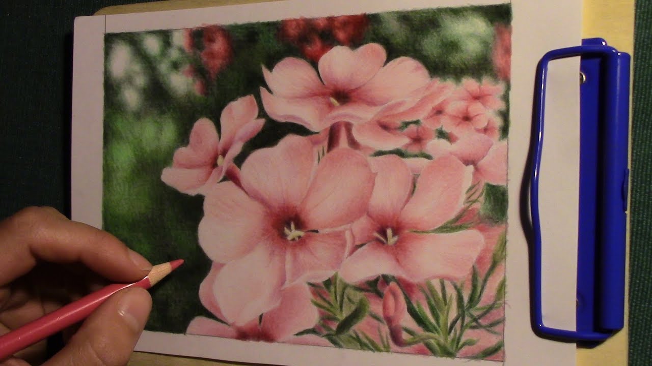 drawing pink phlox flowers with colored pencils - YouTube