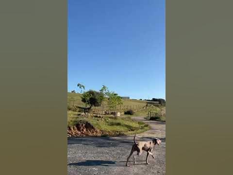 Stichting Hobodogs: Ares (2) - YouTube