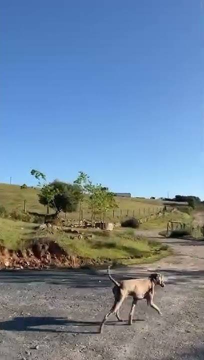 Stichting Hobodogs: Ares (2) - YouTube