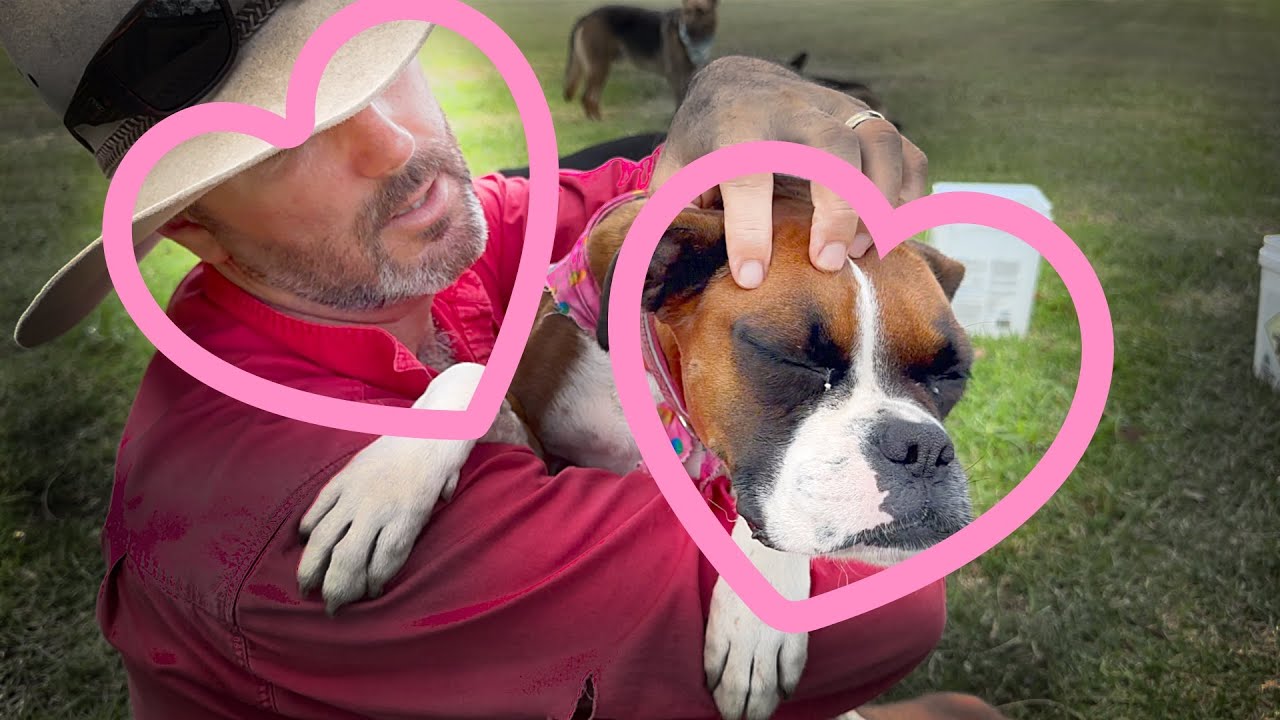 From Untrusting to Seeking Affection | Boxer Dog's (10 Month) Journey ...