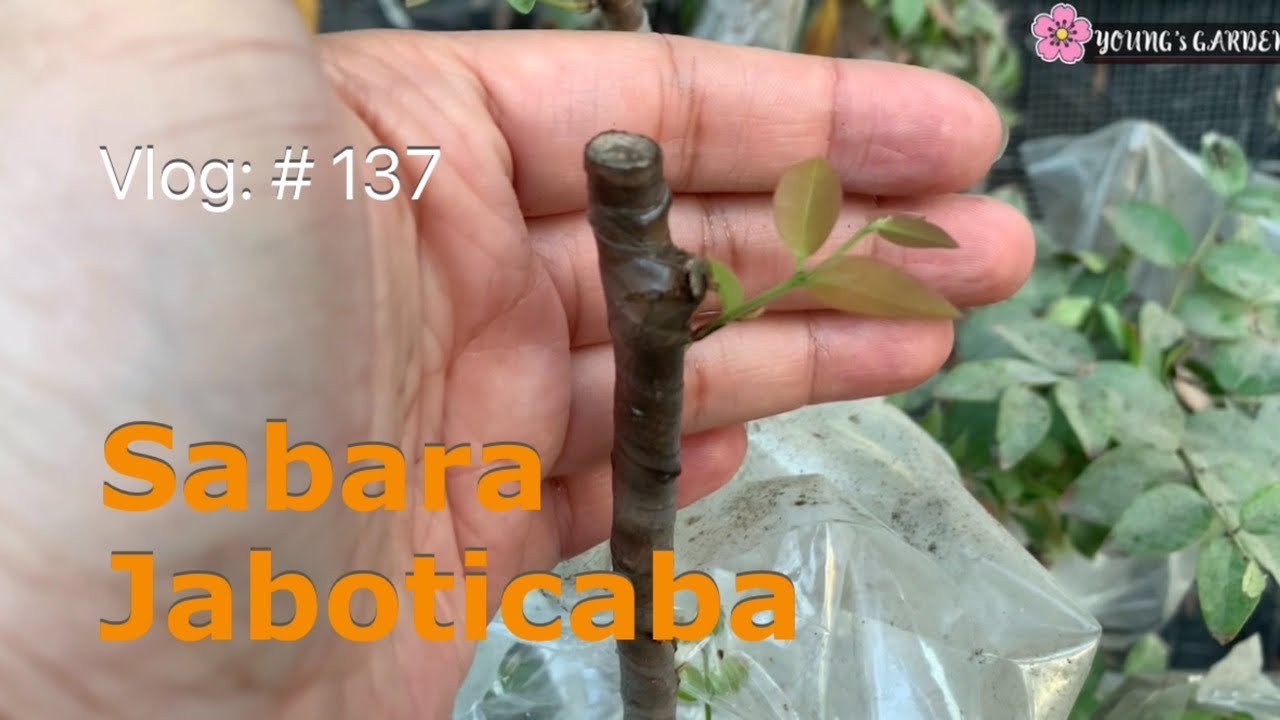 DIY: Jaboticaba grafting technique 101. Nho thân gỗ grafting technique ...