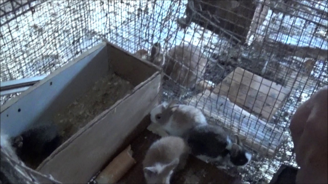 Zet broodfokkers buitenspel, en koop geen dieren in de winkel - YouTube