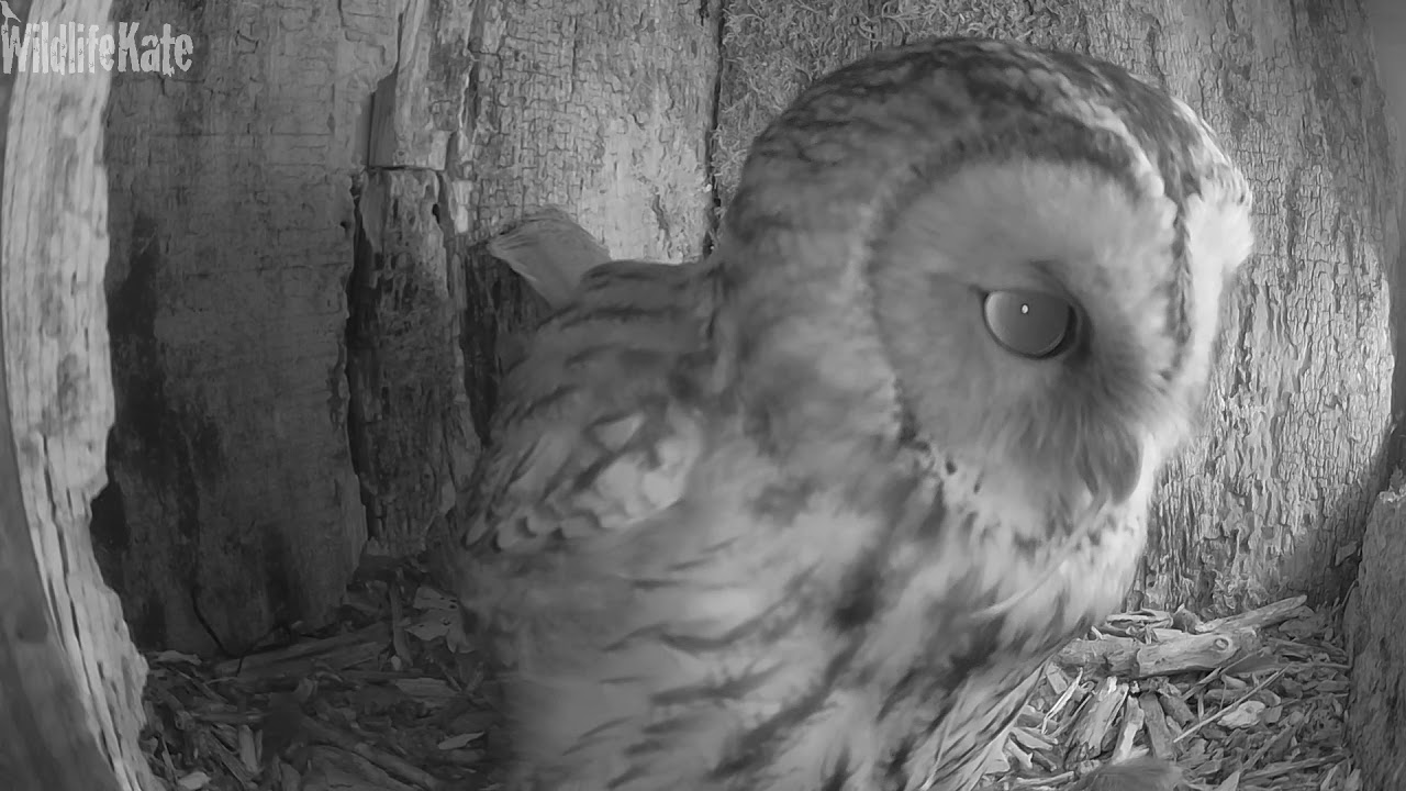 Tawny Mouse Swallow 28th Feb - YouTube