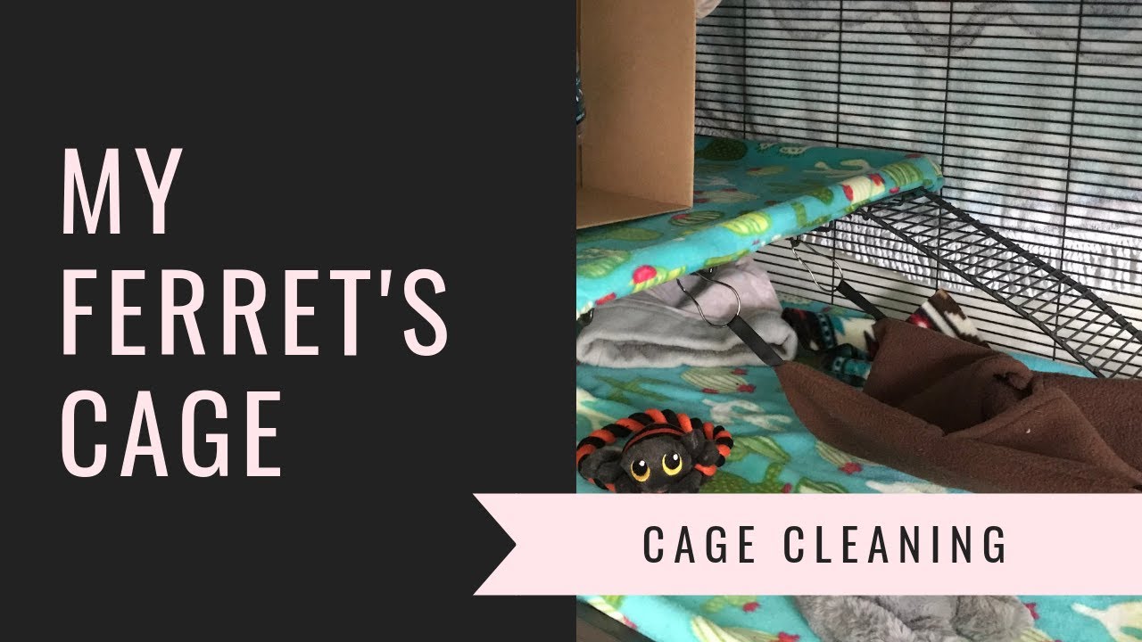 Vlog-O-Ween 10 | Ferret Cage Cleaning - My Double Critter Nation! - YouTube