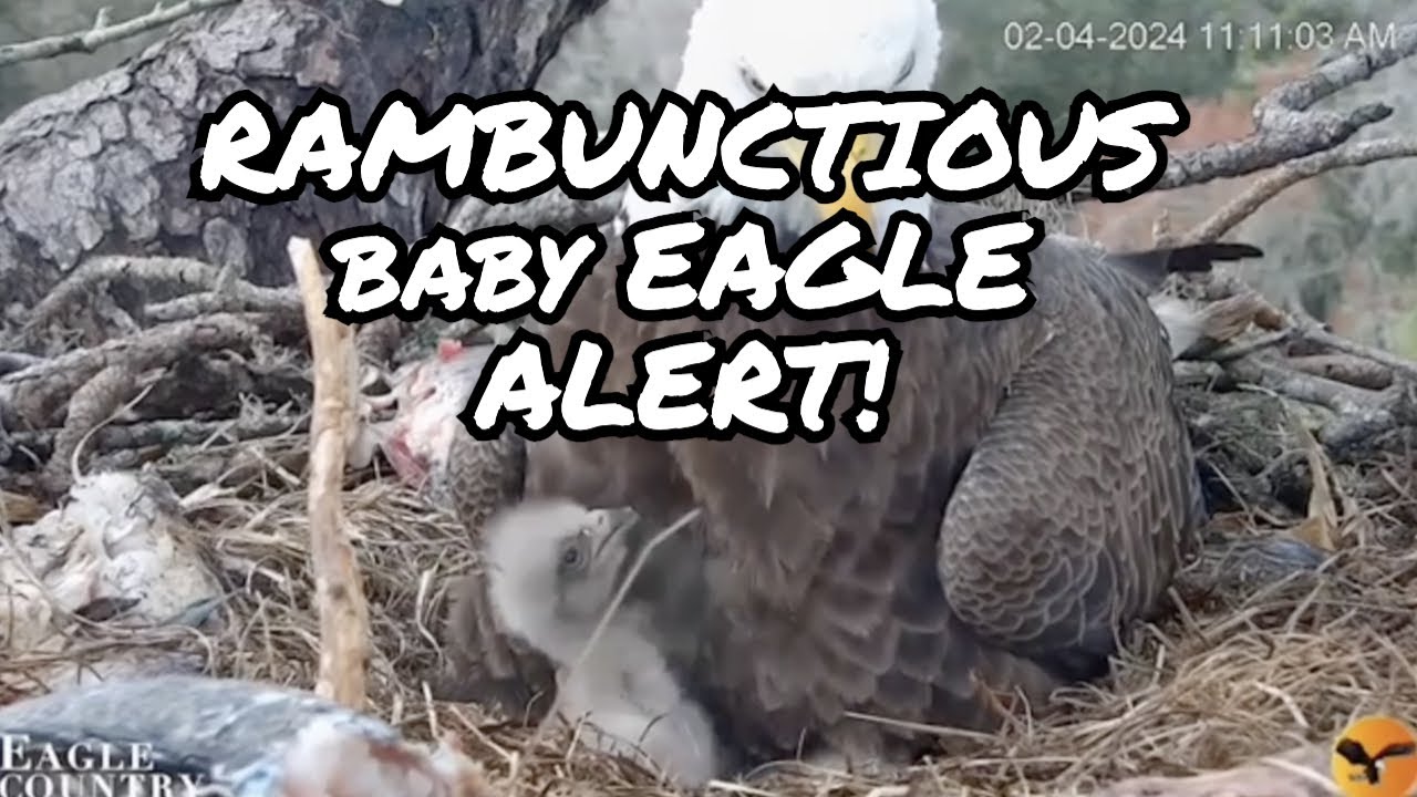 Swampy Is Feeling Rambunctious! | Eagle Country Bald Eagles - YouTube