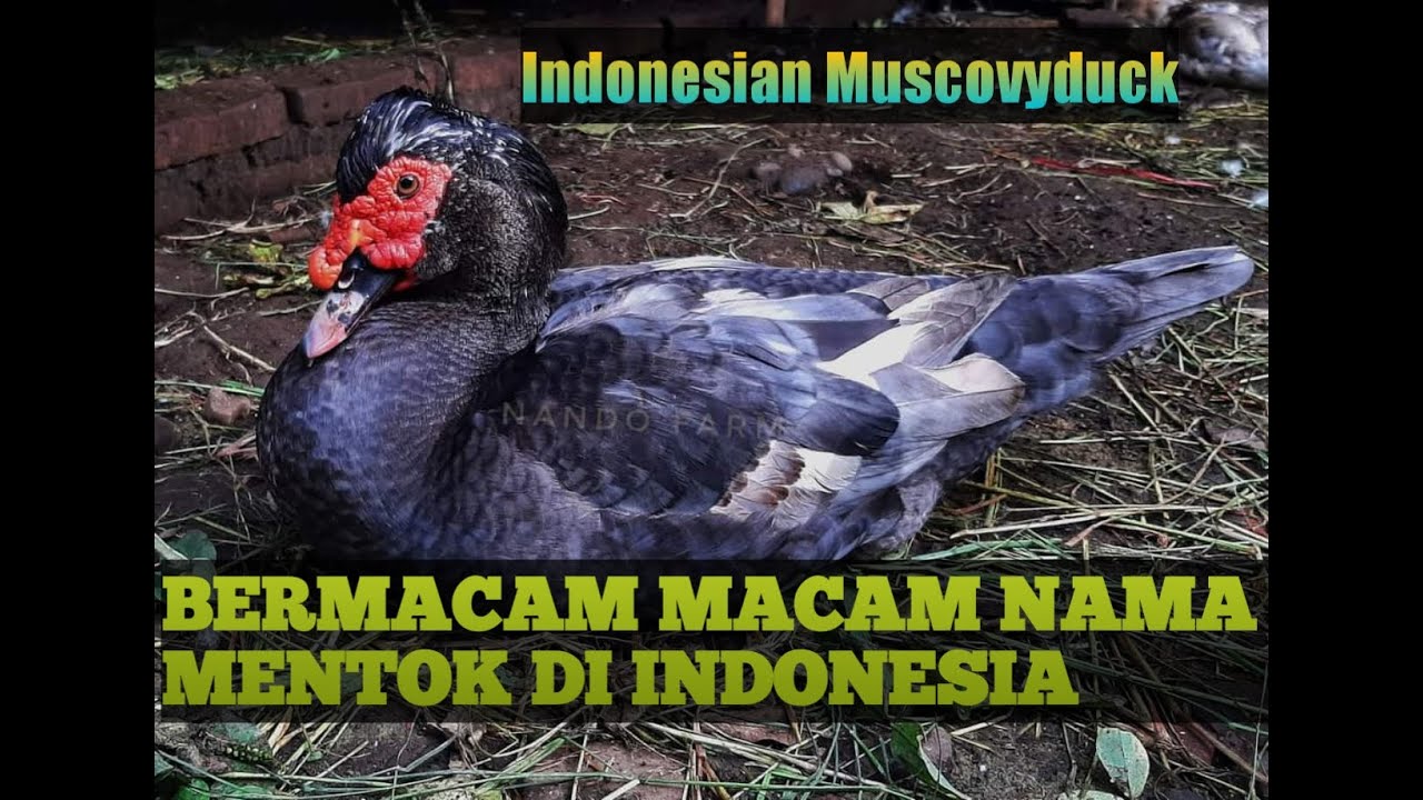 BERMACAM MACAM NAMA ENTOG DI INDONESIA - YouTube