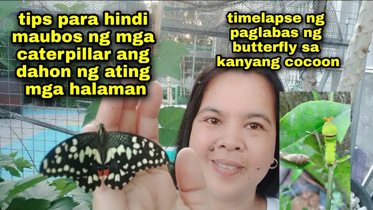 Caterpillar turns into a butterfly // tips para hindi maubos ang mga ...