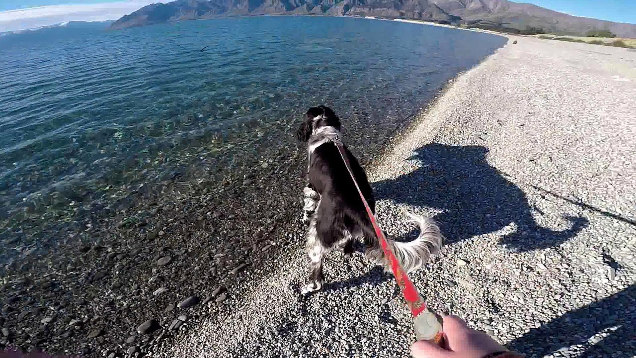 Vlog On Holiday with My Dog YouTube vlog-on-holiday-with-my-dog-youtube