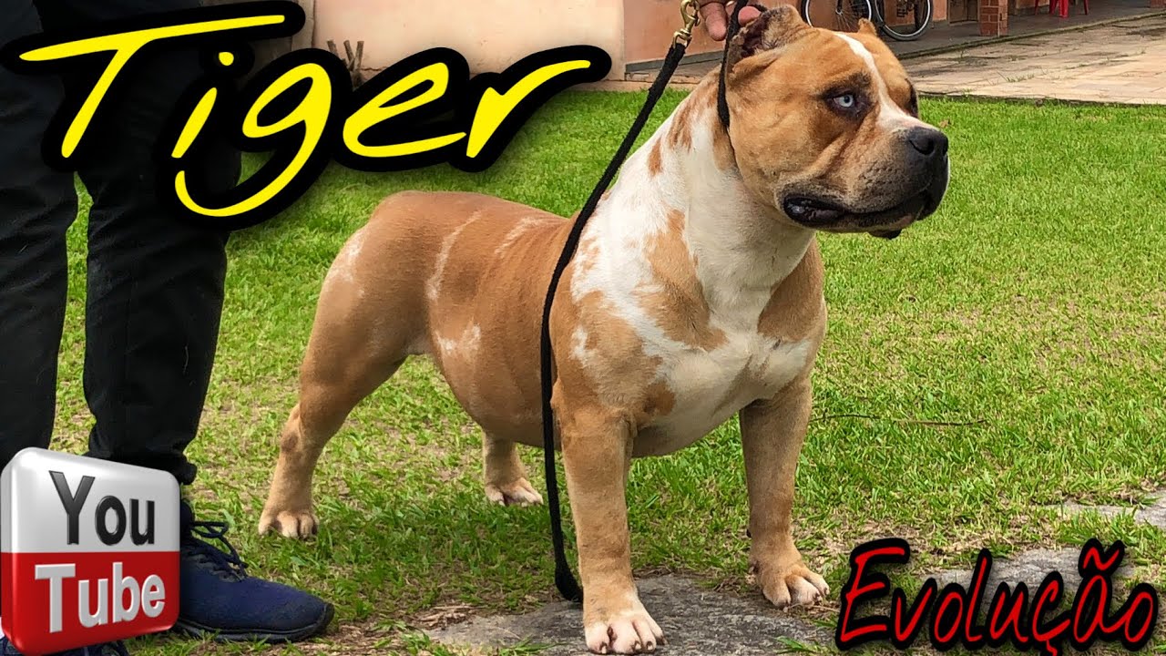 🔥TIGER, MONSTER MERLE COM GENÉTICA TRI E COMPLETA DE CORES E ...