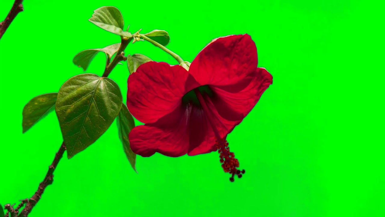 Flower Green Screen / Kinemaster /Chroma Key - YouTube