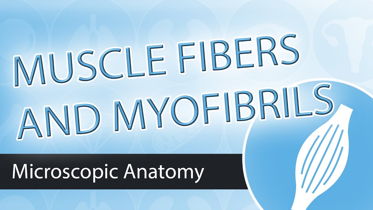 Skeletal Muscle Microscopic Anatomy- Fibers and Fibrils - YouTube
