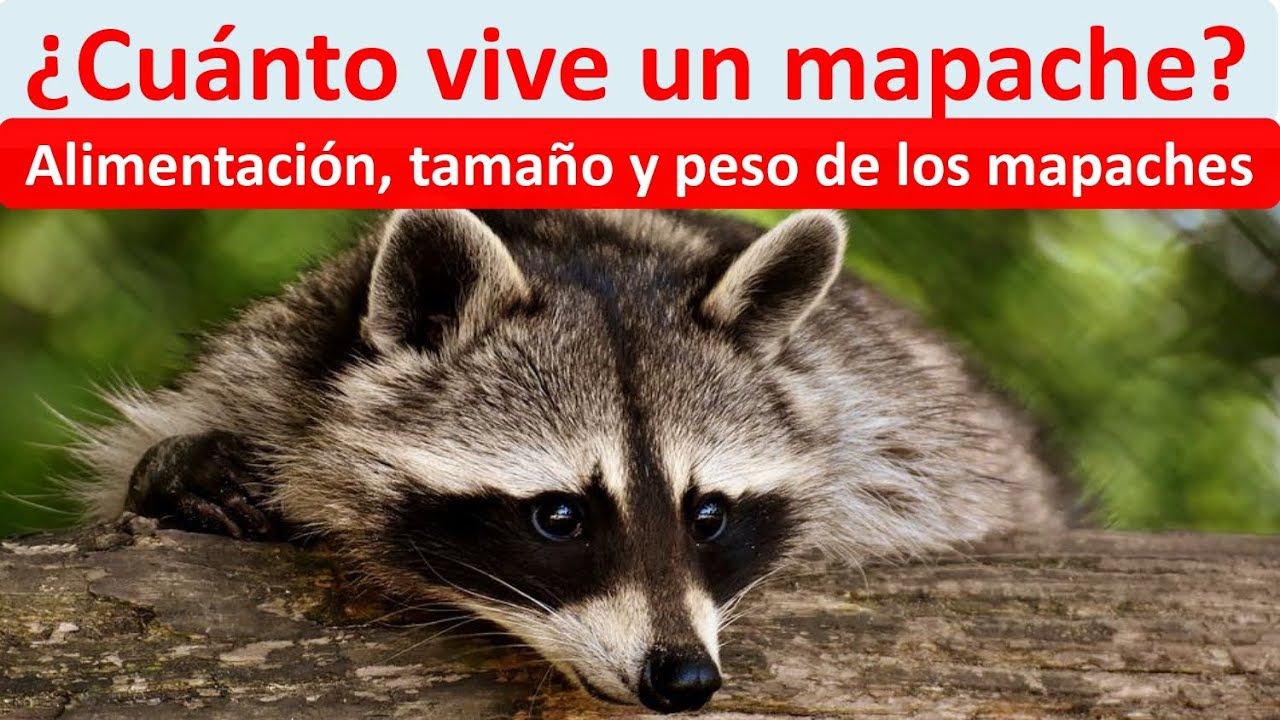 Cuanto vive un mapache - YouTube