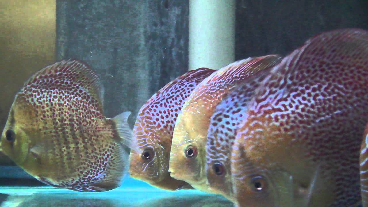 9cm Leopard Snake Skin Eruption Discus - YouTube