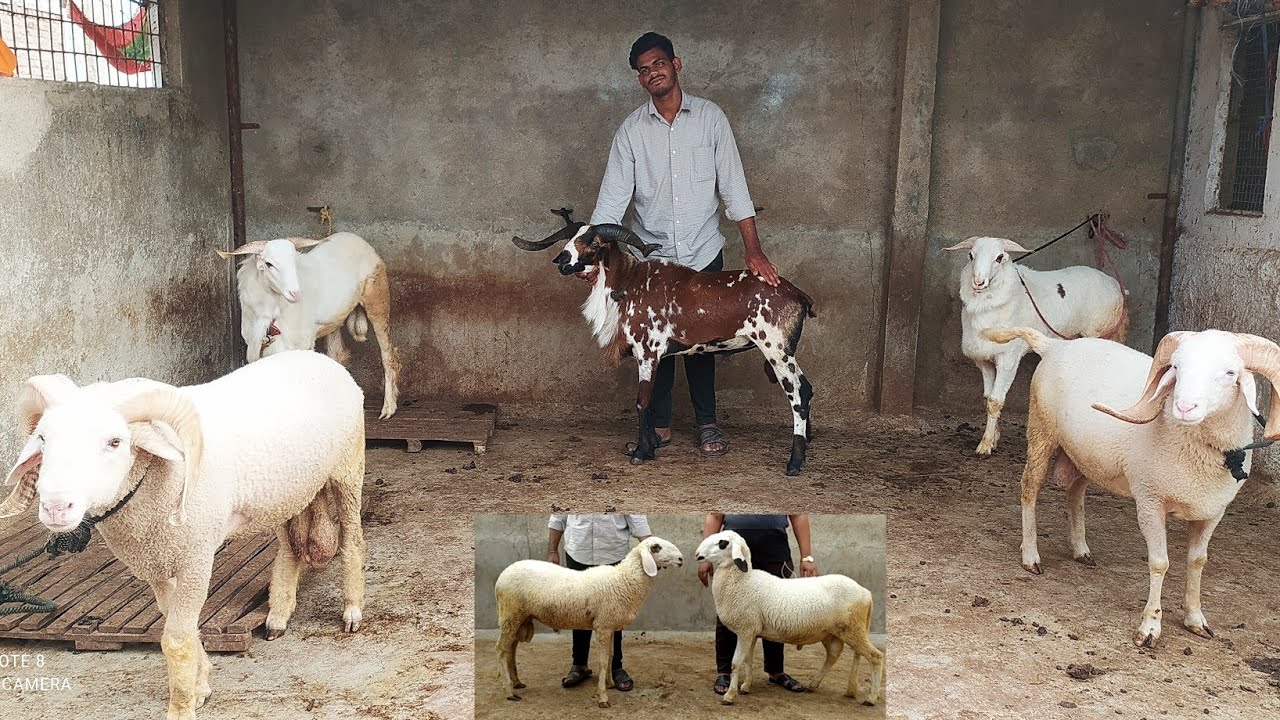Guntur vilayati & Madhuri sheeps Available Contact 7093926307 - YouTube