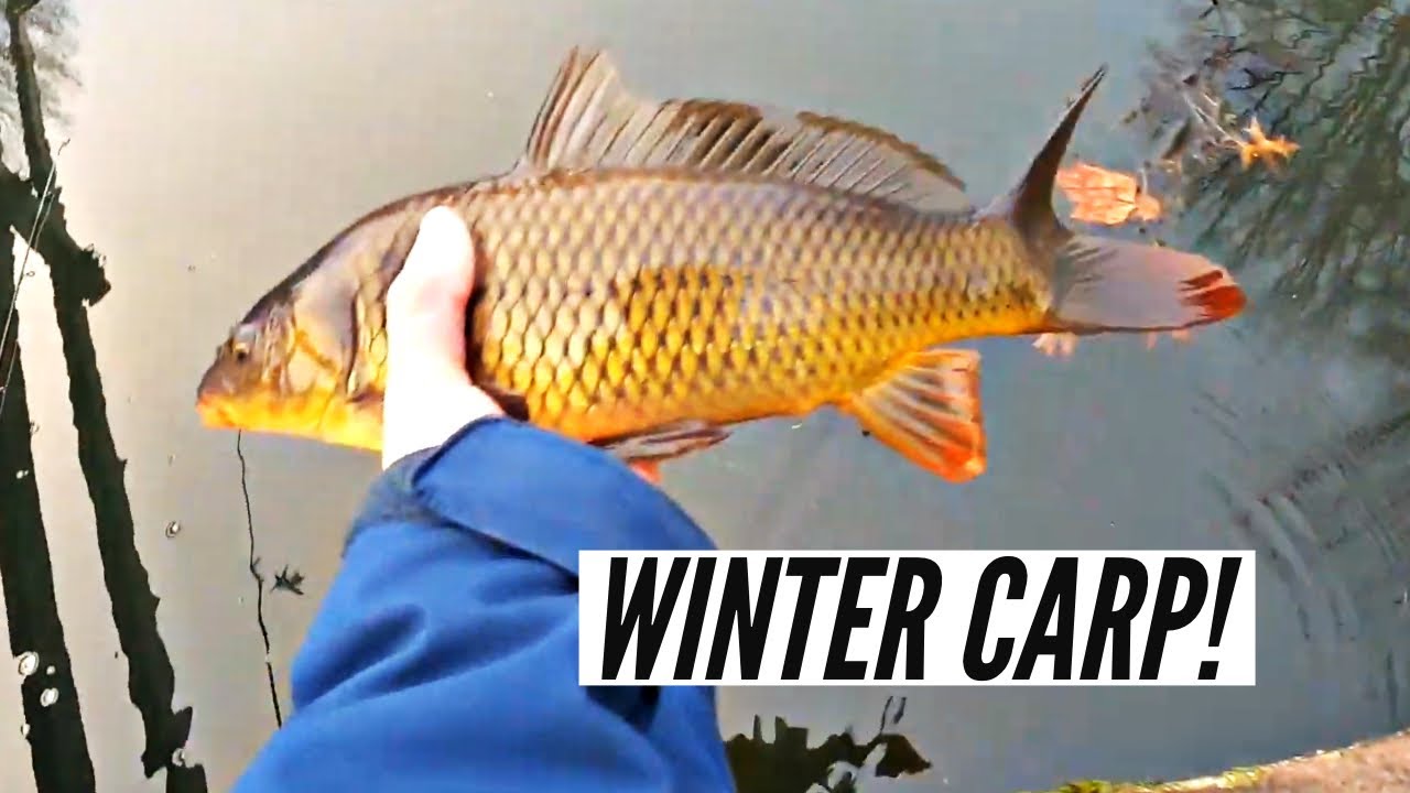 Winter Carp Fishing With Corn Long Island, NY - YouTube