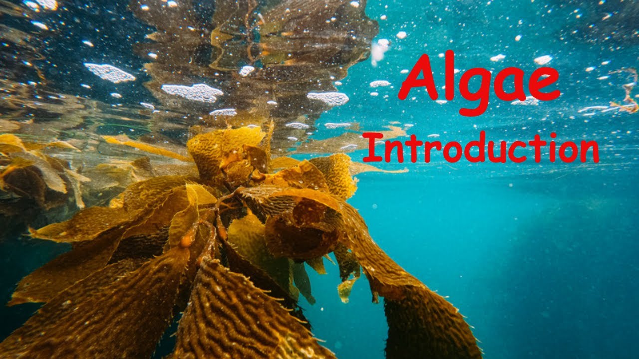 Algae- Introduction||General Characteristics||Algae||Life Science ...