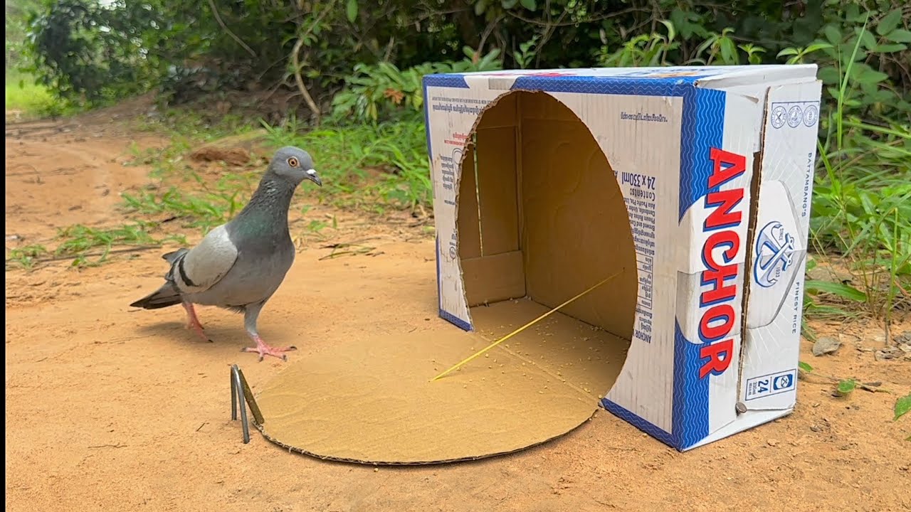 Beautiful Traps - Easy Creative Bird Trap - YouTube