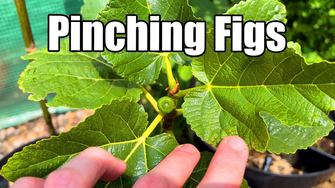 Pinching Fig Trees To Force Young Figs To Develop Faster - YouTube