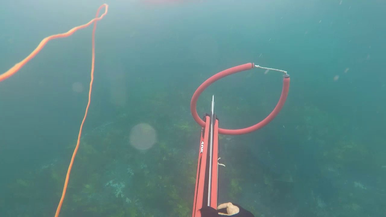 Spearfishing at Bass Point - YouTube