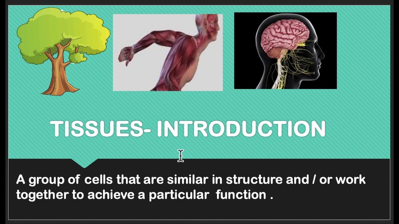 tissues introduction part 1 class 9 by poonam malhotra - YouTube