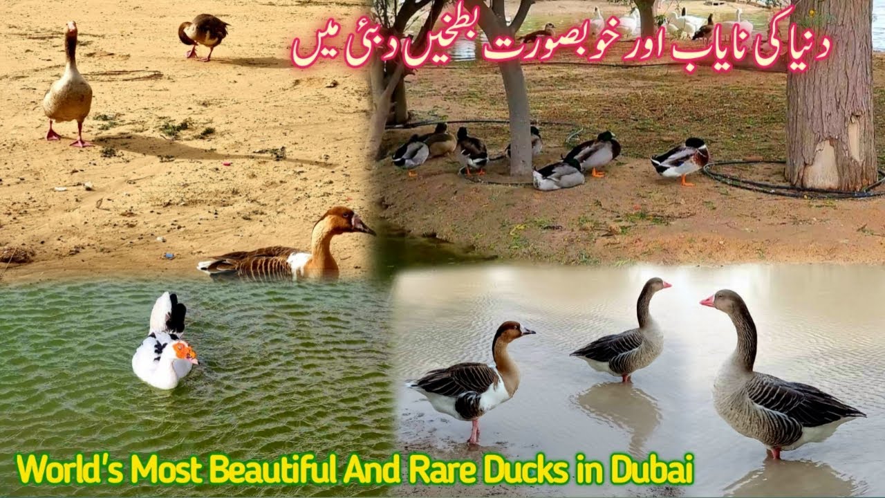 World's most beautiful and rare ducks in Dubai#beautifulanimalsandbirds ...