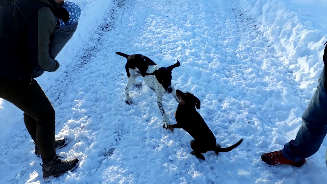 Dogs Having Fun In The Snow - YouTube