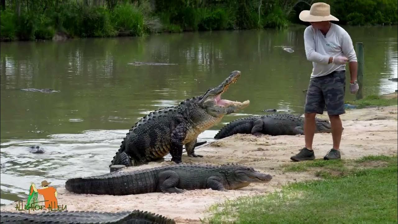 ALLIGATORS SNAPPING RIBS AND CHOWING DOWN! Alligator Alley Summerdale ...