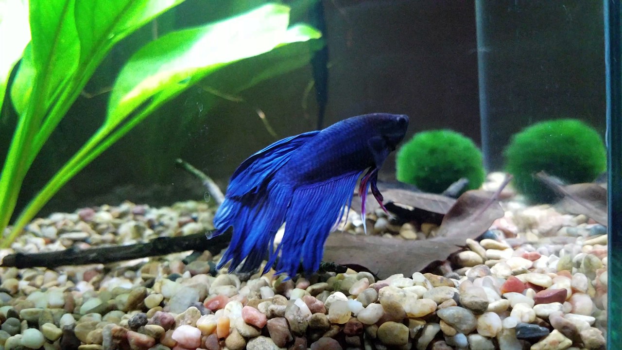 My latest aquascape featuring my betta fish Midnight... - YouTube