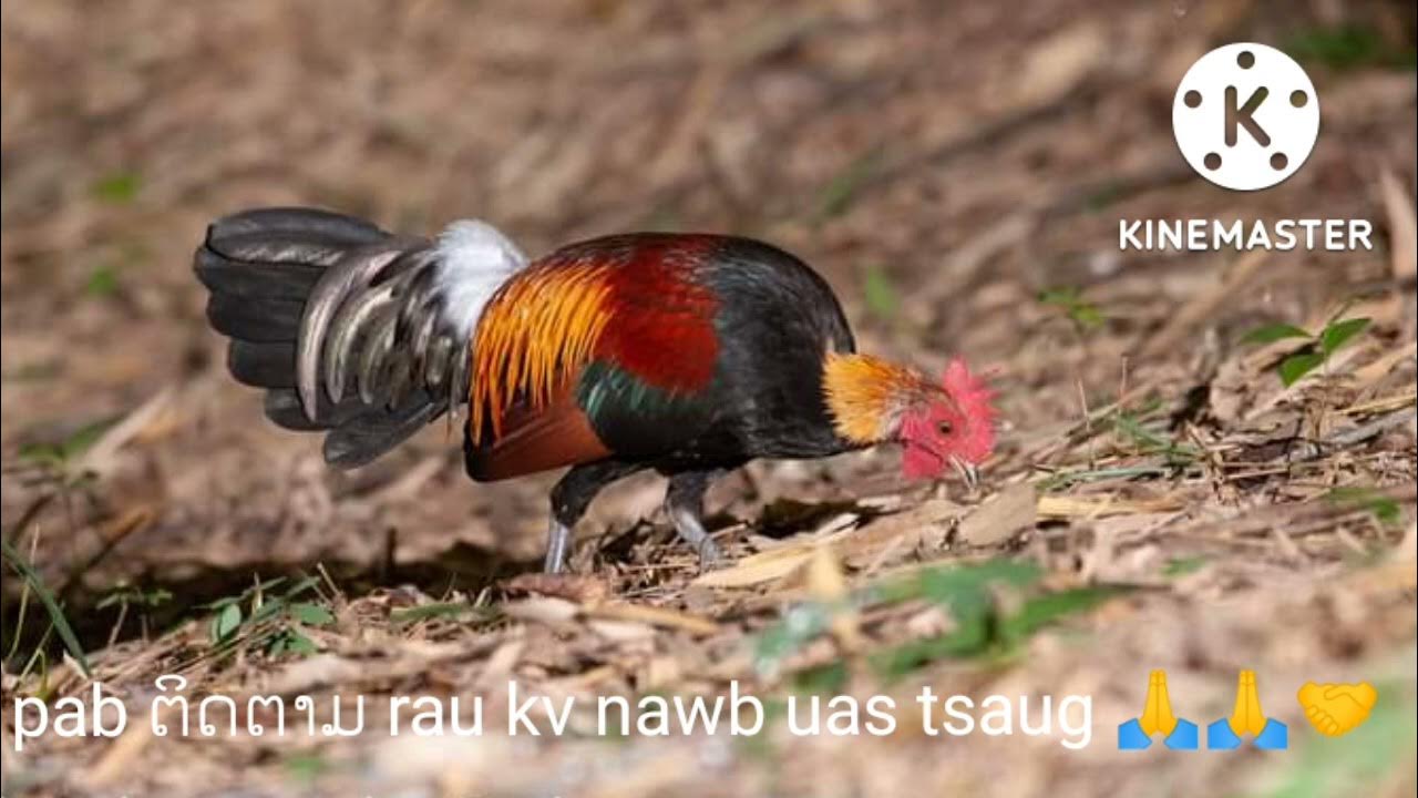 qaib dib qua laus :14/9/2022 - YouTube