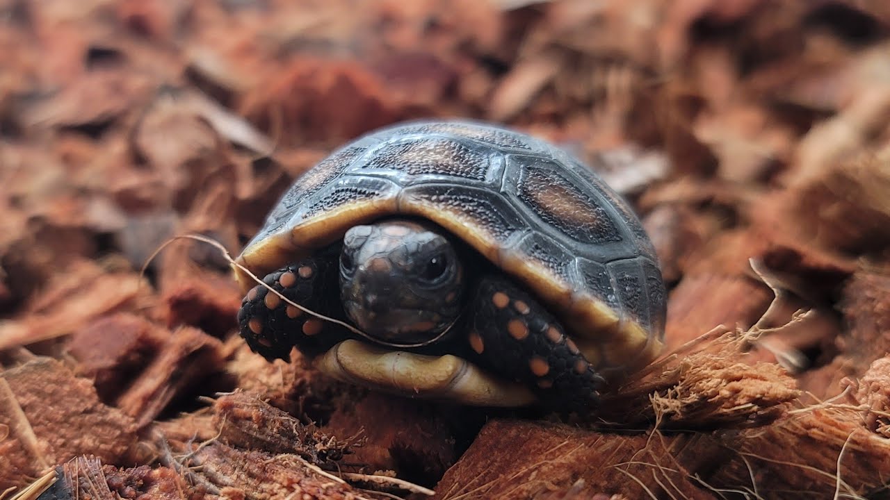 unboxing video! new animals just arrived 06-16-22 - YouTube