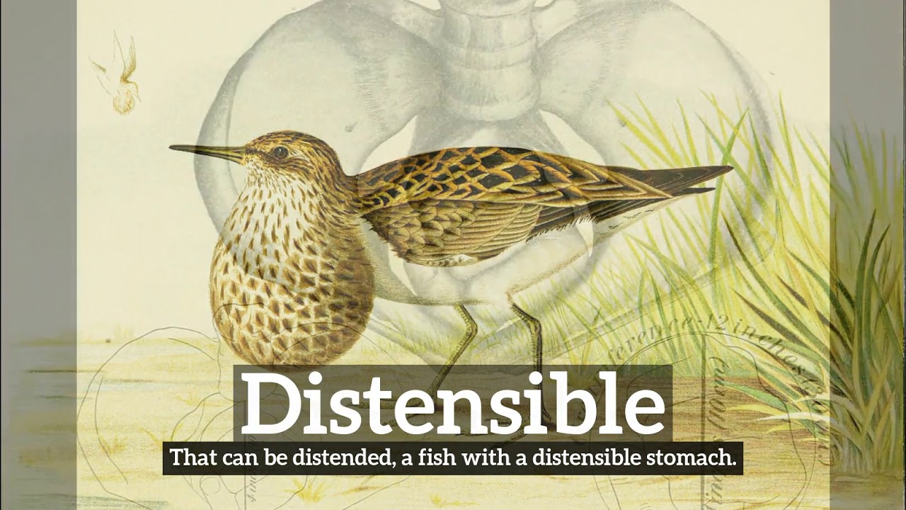 How to Say Distensible in English? | How Does Distensible Look? | What ...