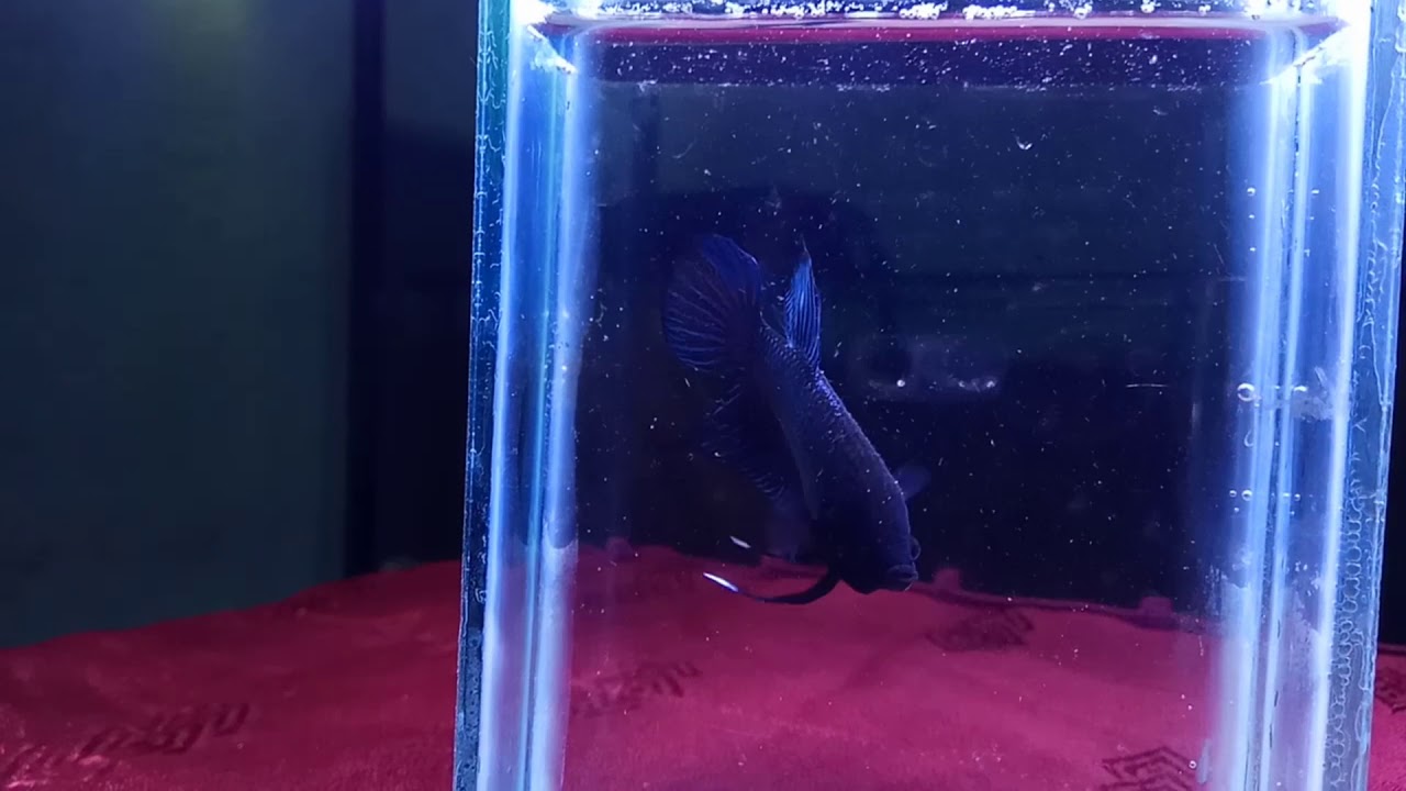 Ikan Cupang Bagan || Cupang Bagan - YouTube