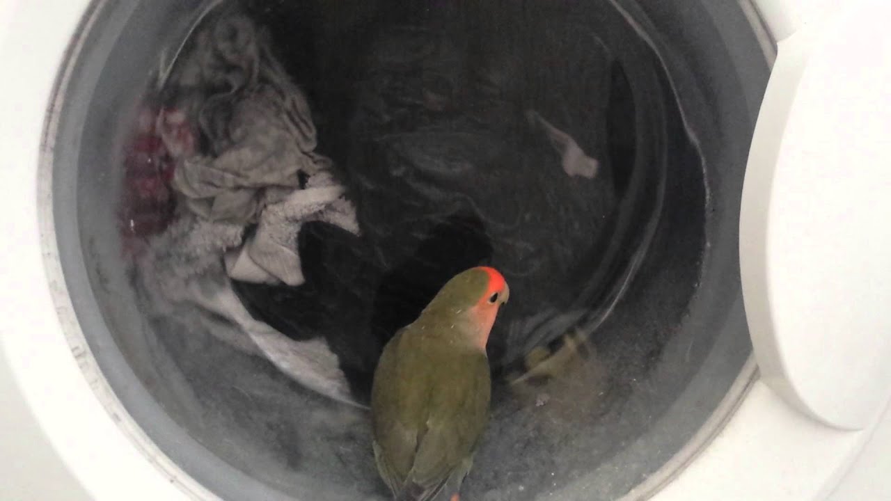 This little bird is loving the washing machine - YouTube