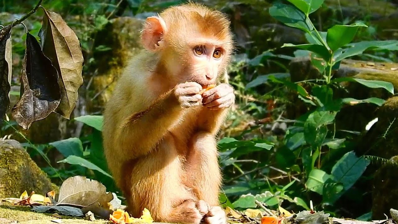 New abandoned monkey Niko afraid anyone in team so he not dare to join ...