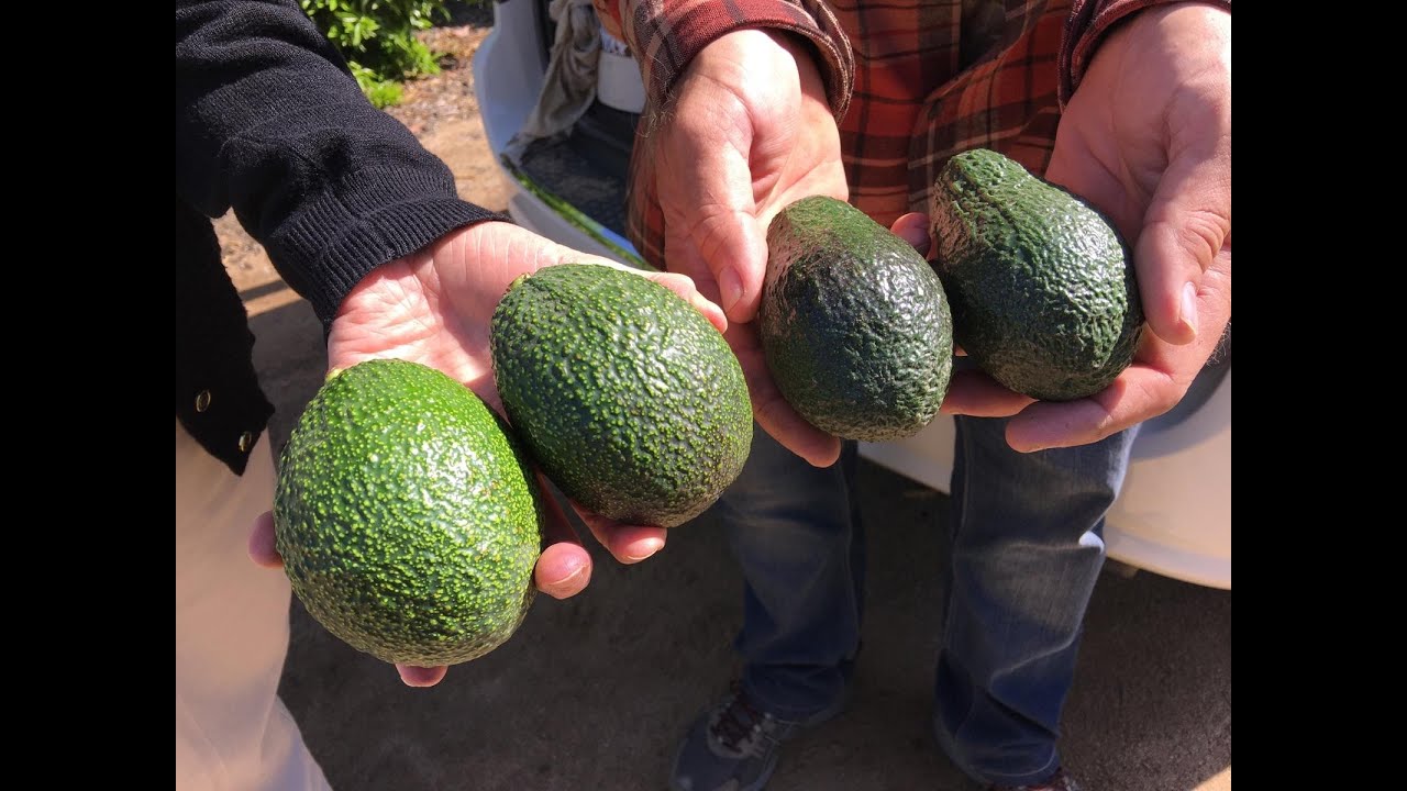 Regenerative Agriculture: Eric Focht on Clonal Crop Systems - YouTube