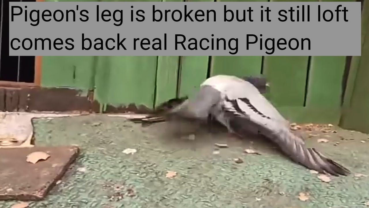 Pigeon's leg is broken but it still loft comes back real Racing Pigeon ...