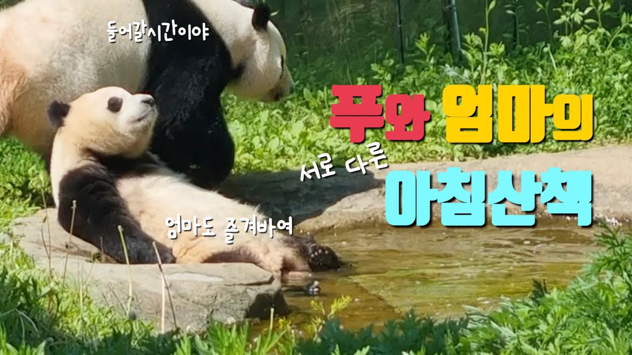 바오패밀리vlog 푸랑엄마랑아침산책시간 L 그러나생각이다른둘🤭 엄마도좀즐겨봐요 첨벙첨벙물놀이하는푸 이젠들어갈시간이다푸 그냥귀여움한가득 Youtube