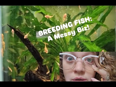 Breeding Fish: A Messy Business - YouTube