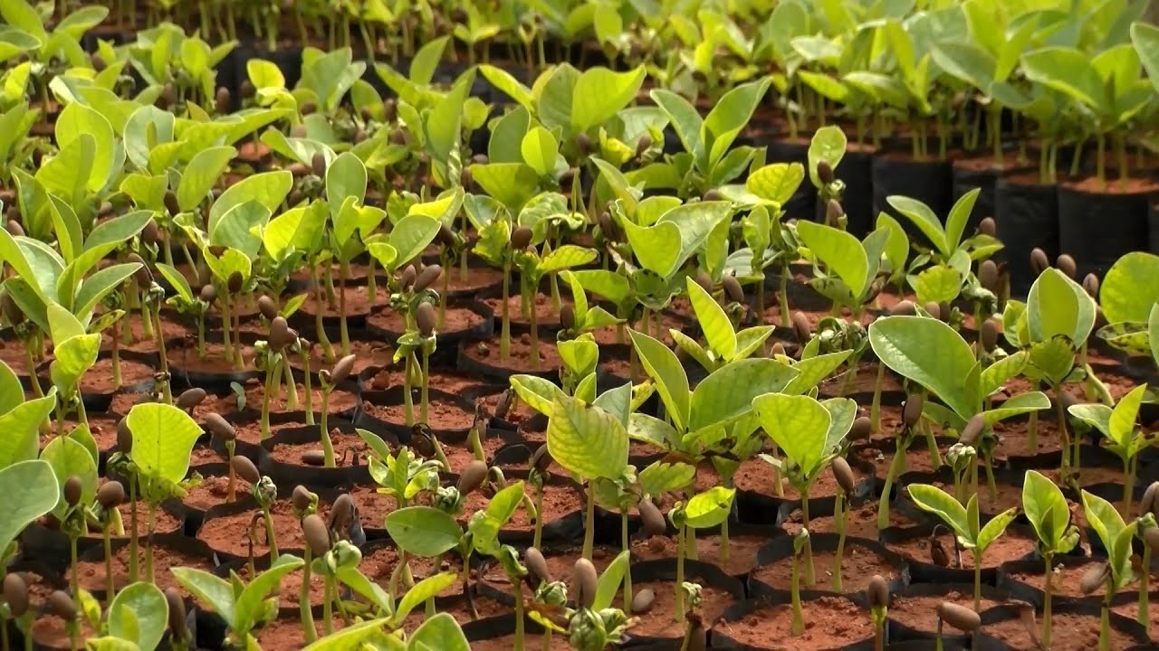 Conheça o cultivo de mudas de marolo em Paraguaçu (MG) - YouTube