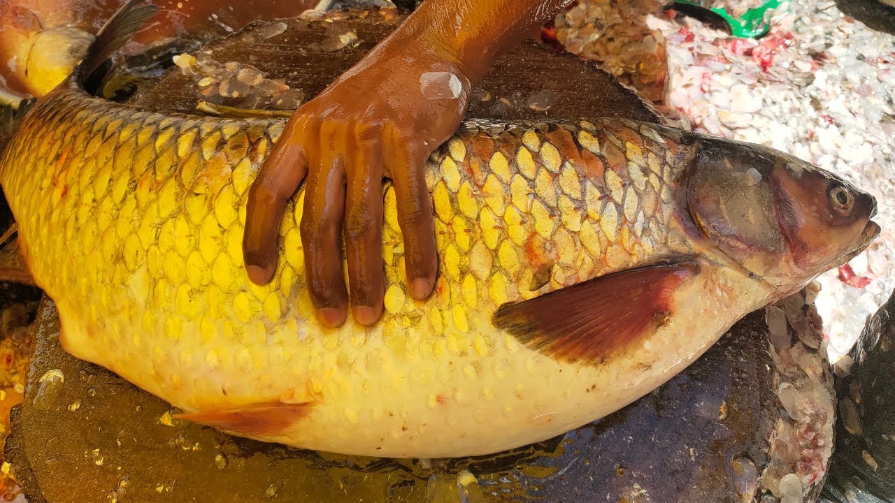 Gas cut Fish Cutting video for fish fry pieces | Musheerabad Fish ...