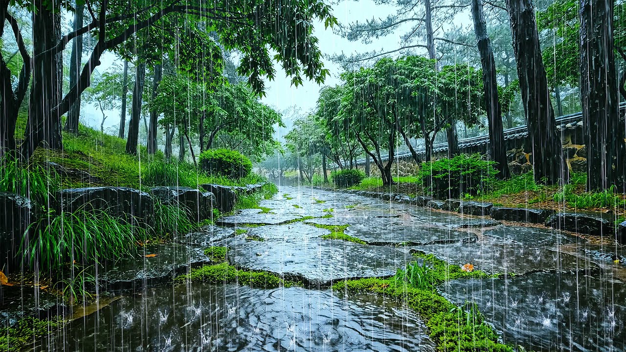 Gentle Forest Rain Sounds - Soothing Natural Raindrops That Lull You ...