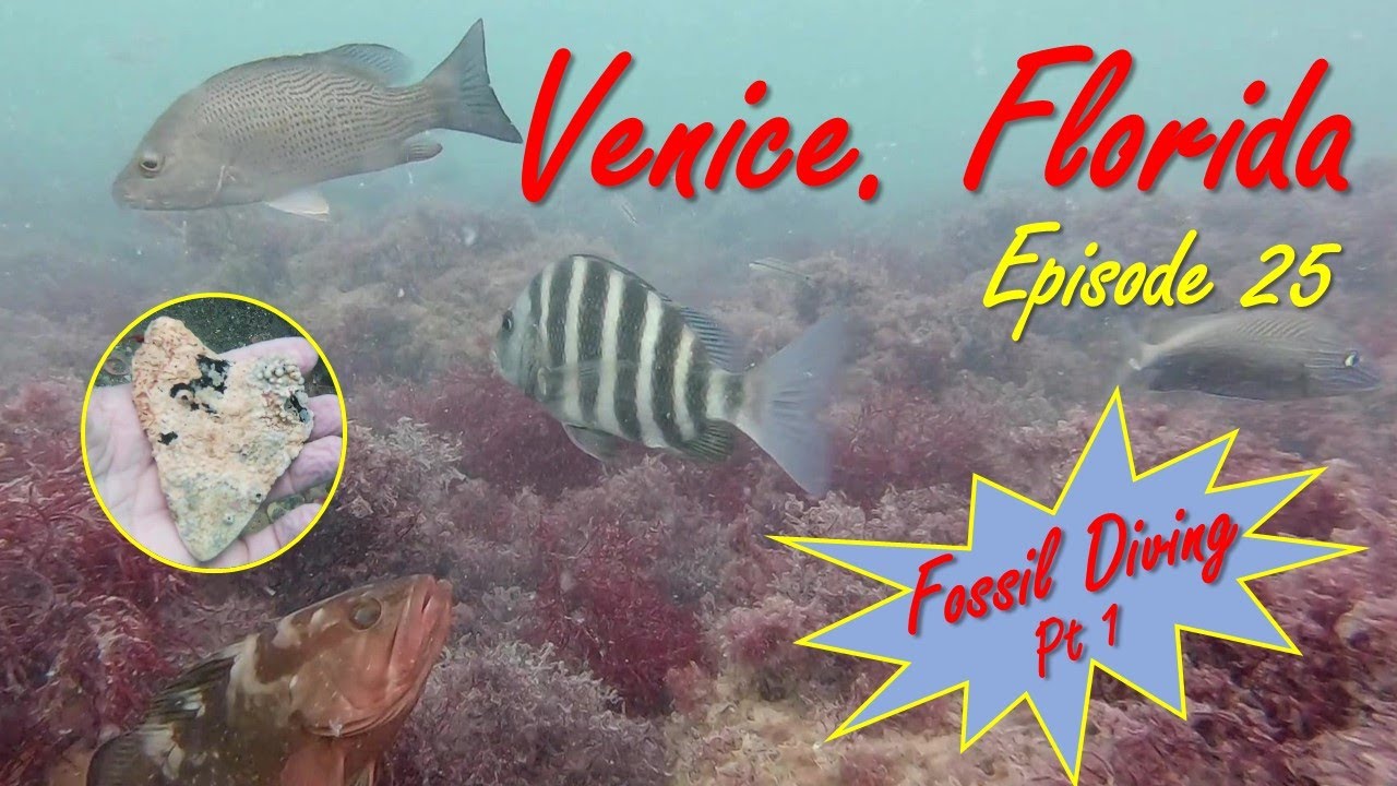 Episode 25 - Taking my Go Pro underwater for a Shark Tooth Dive, Venice ...