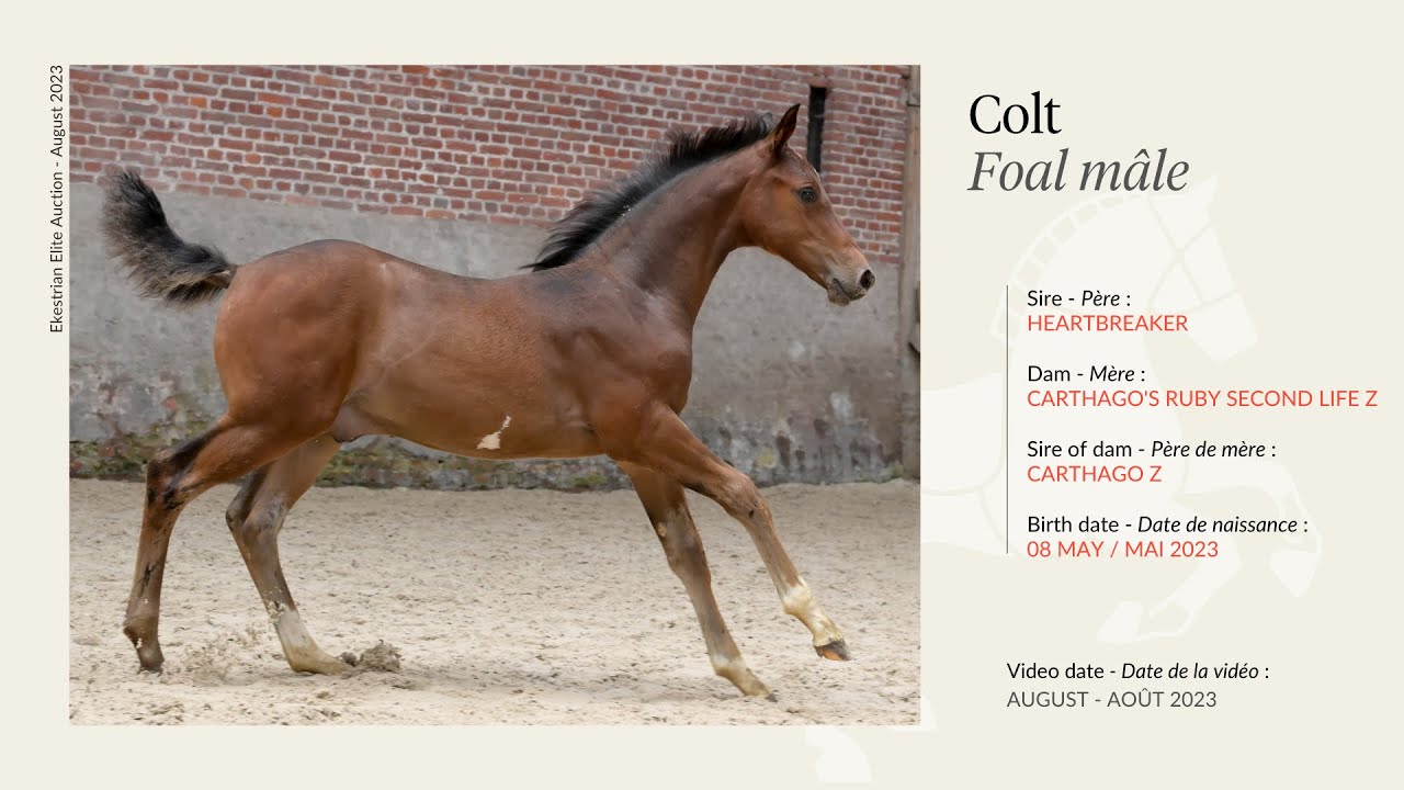 Lot 29 - Colt - Heartbreaker x Carthago's Ruby Second Life Z (by ...