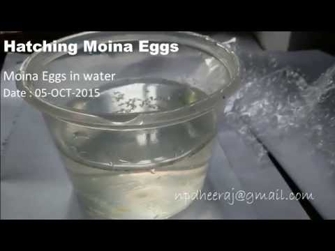 Hatching Moina Eggs - YouTube