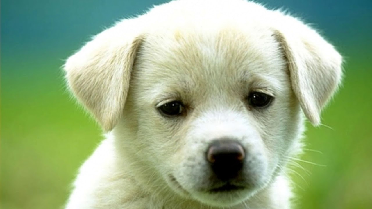 Poze cu animale - YouTube