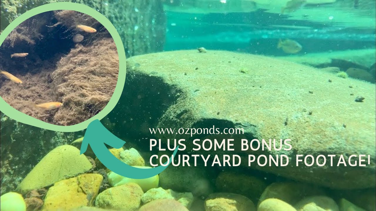 Dream pond build| Underwater footage - YouTube
