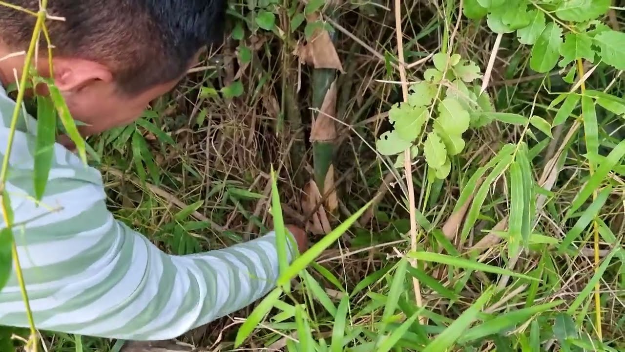 Amazing Bamboo Cutting Techniques - Bamboo Cutting Without Any Skill ...