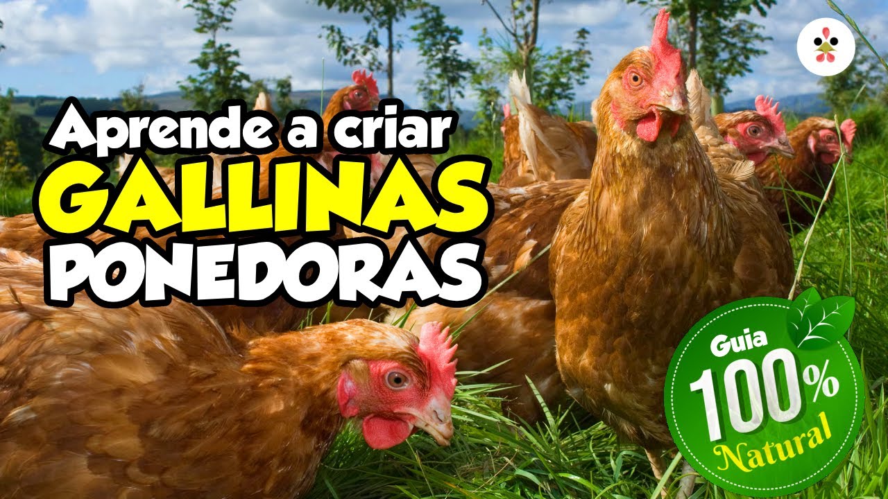 Llevo más de 5 años criando gallinas ponedoras 🐔 🌱Esto es lo que ...