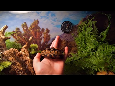 PETCO Ball Python & PETSMART Reptihabitat: Is it a Good Fit? - YouTube