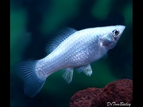 Silver Molly with fries in Nursery Tank - YouTube